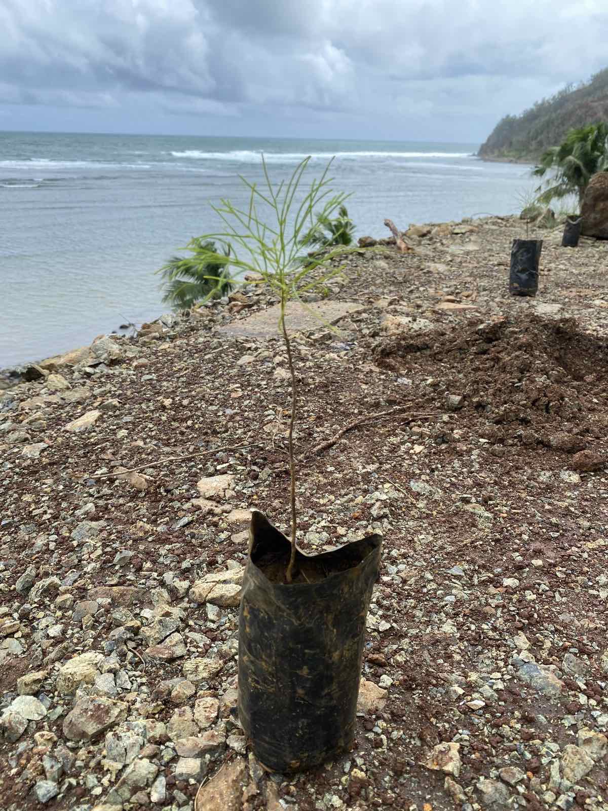 Plant a Tree – SBT Mining